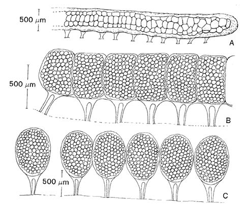 Egg Capsules Of Polydora A Polydora Quadrilobata B Polydora