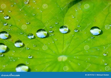 Lotus Leaf With Water Drop Stock Images Image 2879754