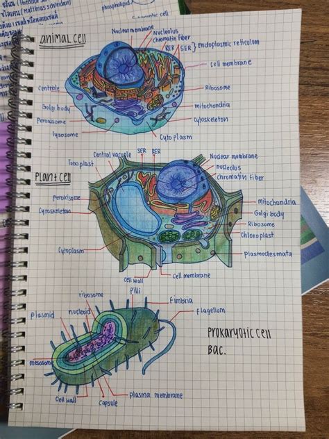 Prokaryotic Cell Vs Eukaryotic Cell Biology Cell Biology Study Biology