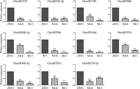 Stem Loop Qrt Pcr For Differentially Expressed Mature Mirnas Data Are