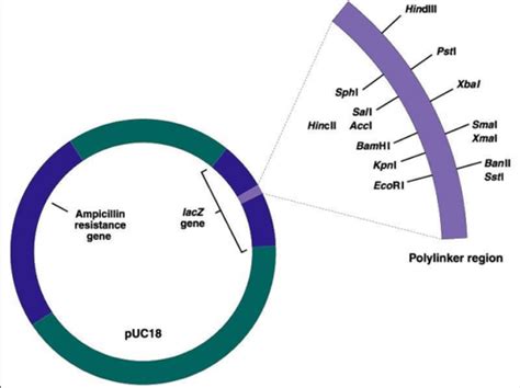 MCDB QUIZ Flashcards Quizlet