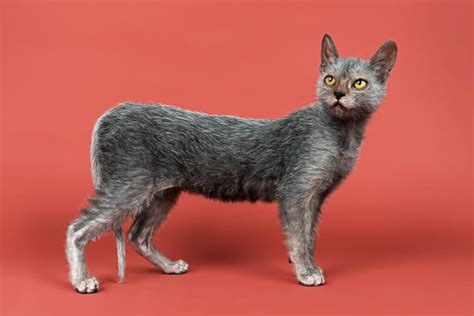 Wolfcat Breed Meet The Adorable Lykoi Cat