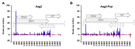 5 The Host Rnai Response To Aaldnv 1 Mapping Profile Of The 21nt
