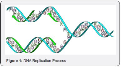Dna Replication
