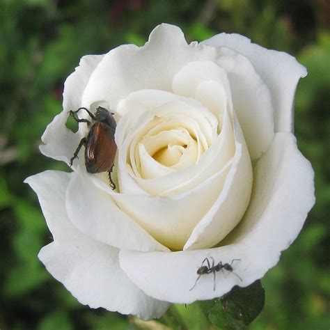 How To Get Rid Of Bugs Eating Rose Bush Leaves At Marva Carey Blog