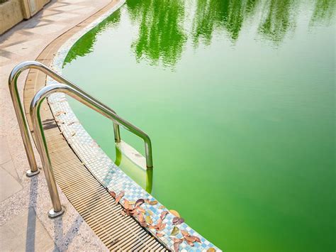 Pool Algae The 3 Types Hyclor