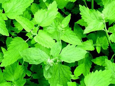 Bulk Catnip Seeds — Seeds N Such