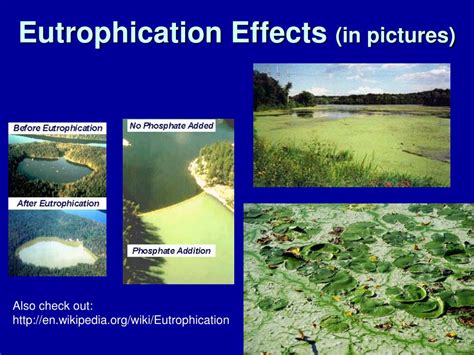 Ppt Nutrient Cycles And How Humans Impact Nutrient Cycling Powerpoint Presentation Id 6299776