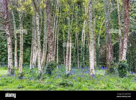 Blooming Wild Hyacinth Flowers Between White Birch Trees In Front Of