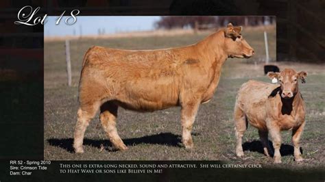 Rcc Blog First Class Genetics Sale