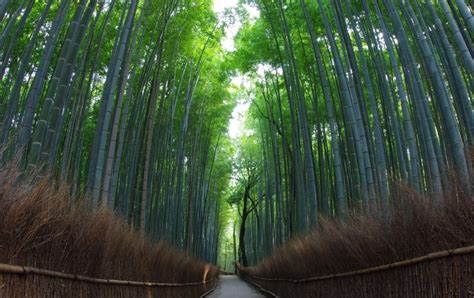 Khám Phá Rừng Trúc Kyoto Huyền Bí Không Nên Bỏ Qua