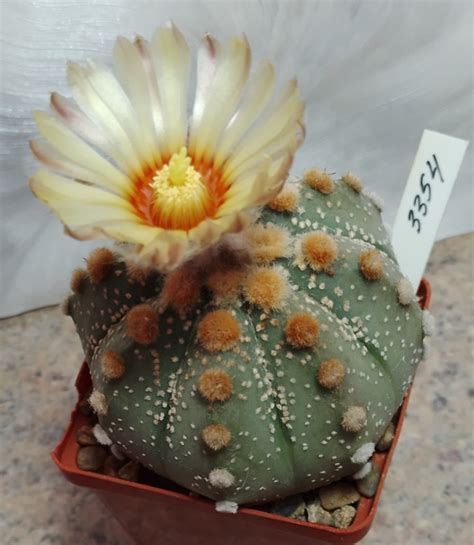 3354 Astrophytum Asterias X Senile V Aureum Cactus Shop