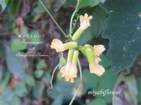 ヤブマメ ノササゲ ヤブツルアズキと里山で初めて出会った花 風と花を紡いで