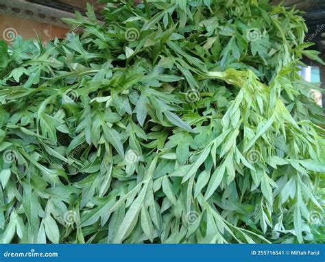 Green Kenikir Cosmos Caudatus Kunth Vegetables That Are Widely Cooked For A Natural Side Dish
