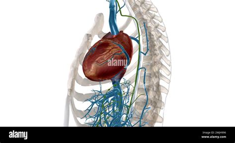Interstitial Fluid Is Collected By Lymph Capillaries From The Interstitial Space Lymph Then