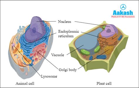 Vacuole In A Cell