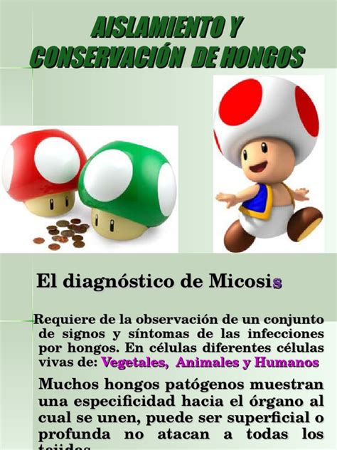 Conservación De Hongos Pdf Hongo Microorganismo