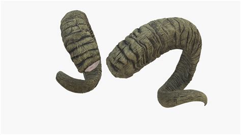 3d Sawed Off Horns Of A Ram Turbosquid 2325129