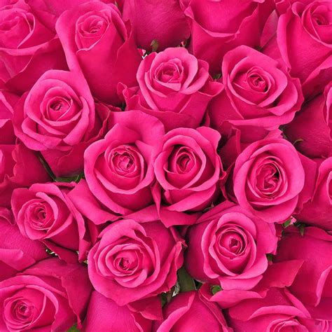 [1500 ] Dark Pink Rose Wallpapers