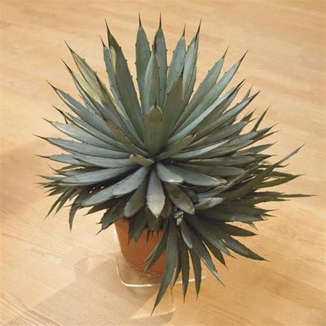 30 Stunning Agave Varieties For Containers And Indoors That Dazzle