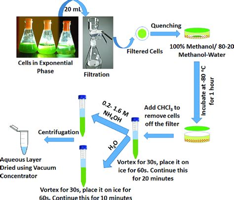 Workflow For The Extraction Of Metabolites From Cyanobacteria