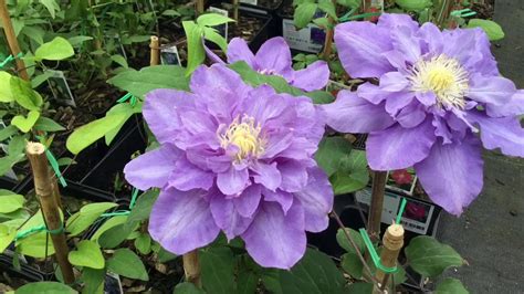 42 Types Of Clematis Plants With Pictures And Identification