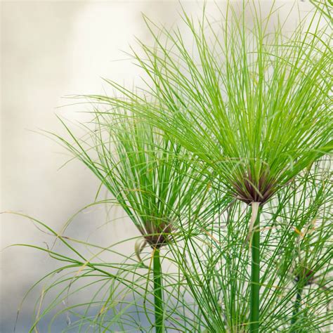 Papyrus Tropical Pond Plant Marginal Pond Plant Wetplants