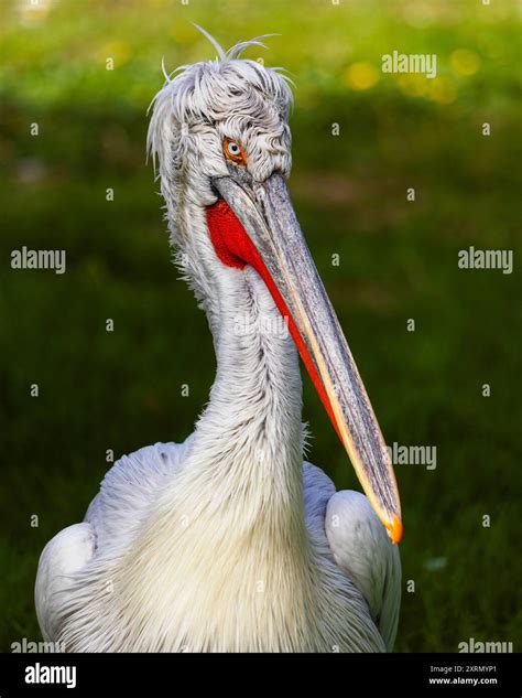 Portrait Of The Dalmatian Pelican Its The Worlds Largest Freshwater