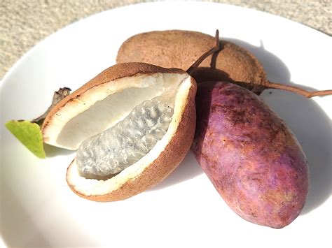 Akebi Japans Hidden Beauty Fruit Japan Otc Guide