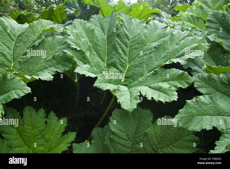 Gunnera Manicata Or Giant Gunnera Plant Cornwall England United