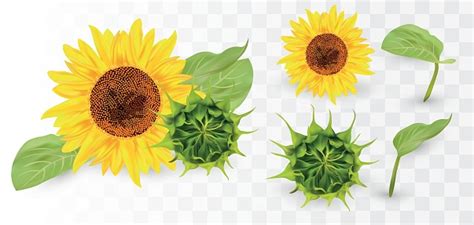 녹색 꽃 봉오리와 3d 사실적인 해바라기 녹색 잎여름 꽃입니다 투명 한 배경에 해바라기와 녹색 꽃 봉오리 자연 생태 벡터 일러스트레이션 수채화에 대한 스톡 벡터 아트 및