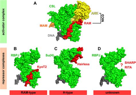 Surface Views Of The Csl Coactivator Complex Upper And Corepressor Download Scientific