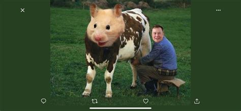 Pezhman Medium