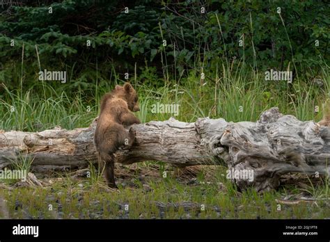 Usa Alaska Lake Clark National Park Grizzly Bear Cub Struggles To