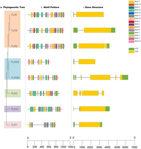 Phylogenetic Relationships Motif And Gene Structure Analysis In Tlr