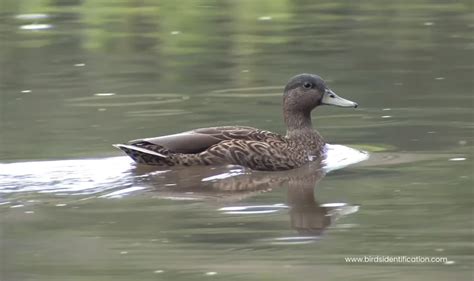Birds Of Oahu Identification Birds Identification