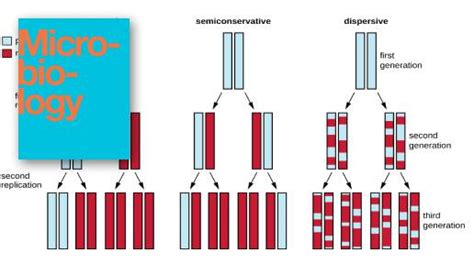 Dispersive Replication Helicase In Dna Replication Definition