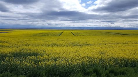 Spring Canola Nitrogen Rate Calculator Release Wheat And Small Grains