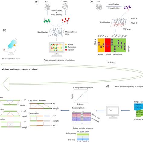 Methods Used To Identify Structural Variations From The Past To The Download Scientific Diagram