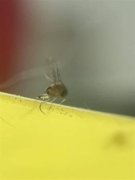 Two Plant Related Bug Ids Rbugidentification