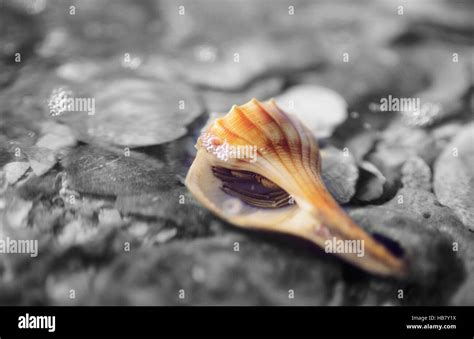 Left Handed Whelk Bi Valve Seashell Also Know As The Lightning Whelk