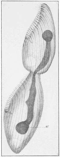 Protozoa Classification And Types Ebsco Research Starters