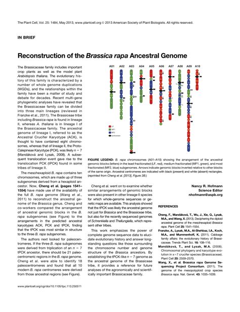 Pdf Reconstruction Of The Brassica Rapa Ancestral Genome