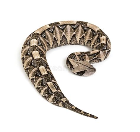 Bitis Gabonica Gaboon毒蛇蝎 库存图片 图片 包括有 使上瘾的 空白 致命地 查出 23771129