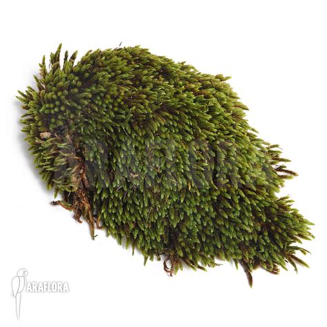 Araflora Exotic Flora And More Sheet Moss Hypnum Species