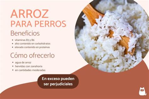 ¿los Perros Pueden Comer Arroz ¡consejos De Expertos