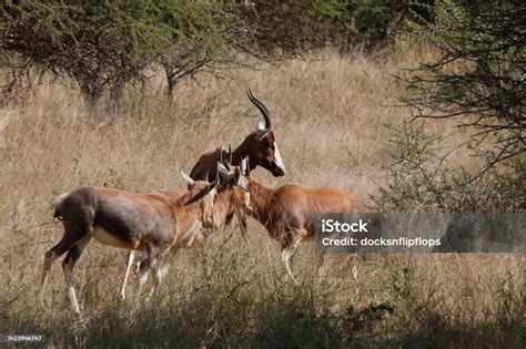 남아프리카 공화국 림포포 지방의 마른 풀밭의 열린 지역에 서있는 세 개의 Blesbok 영양이 있습니다 0명에 대한 스톡 사진 및 기타 이미지 Istock