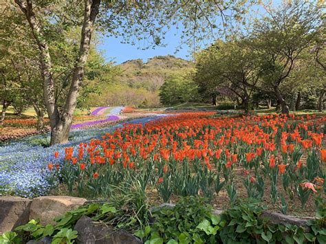 第53回のお題「火の山公園のチューリップ」【締切】2025年2月10日月 夏井いつきのおウチde俳句くらぶ
