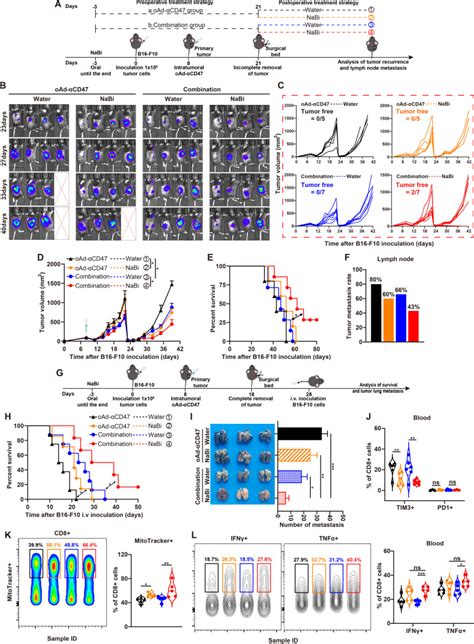 Mitochondrial Metabolic Reprogramming Of Macrophages And T Cells Enhances Cd47 Antibody