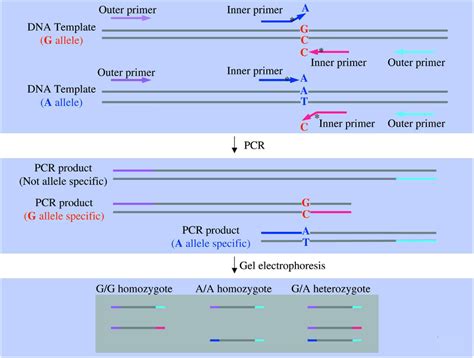 基因突变的检测方法 知乎